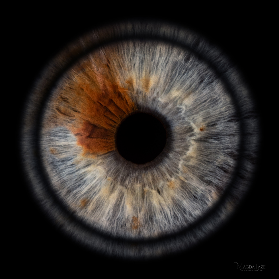 Iris Art - Photographe Le Mans, Mulsanne, Sarthe